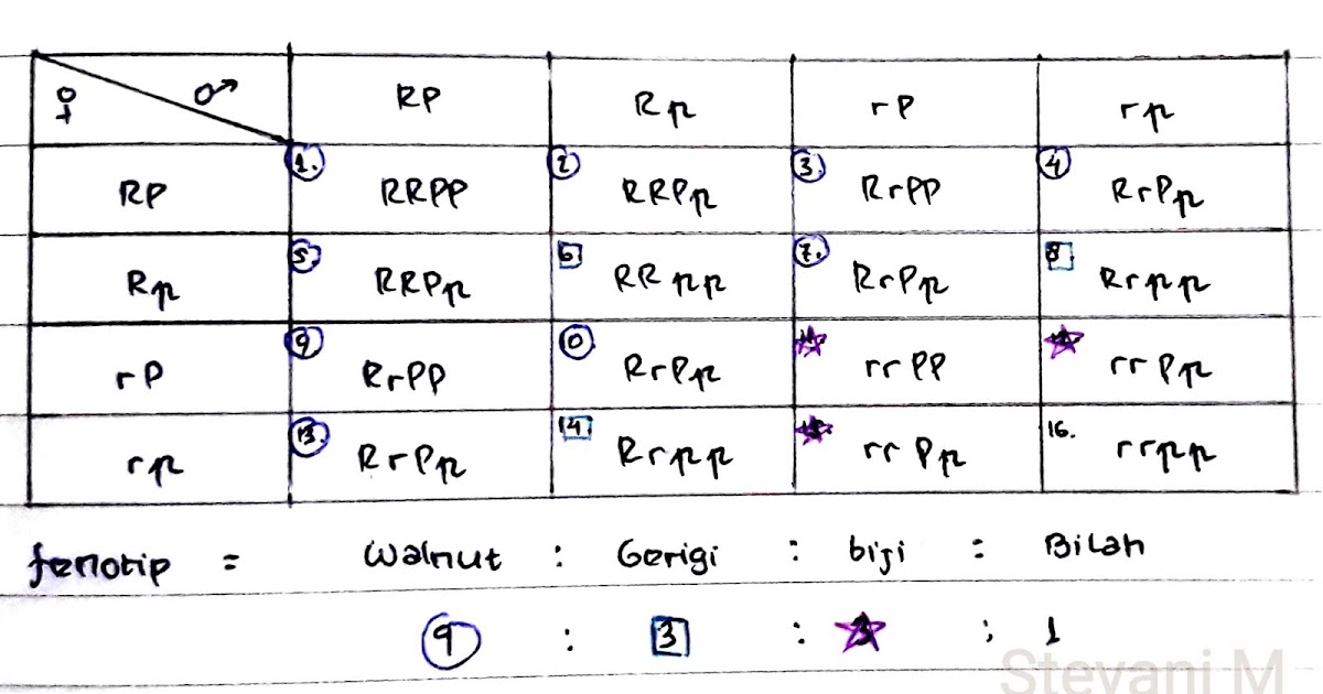 STEVANI MANUHUTU. II: Contoh 3 Interaksi Beberapa Pasangan Gen (Atavisme)