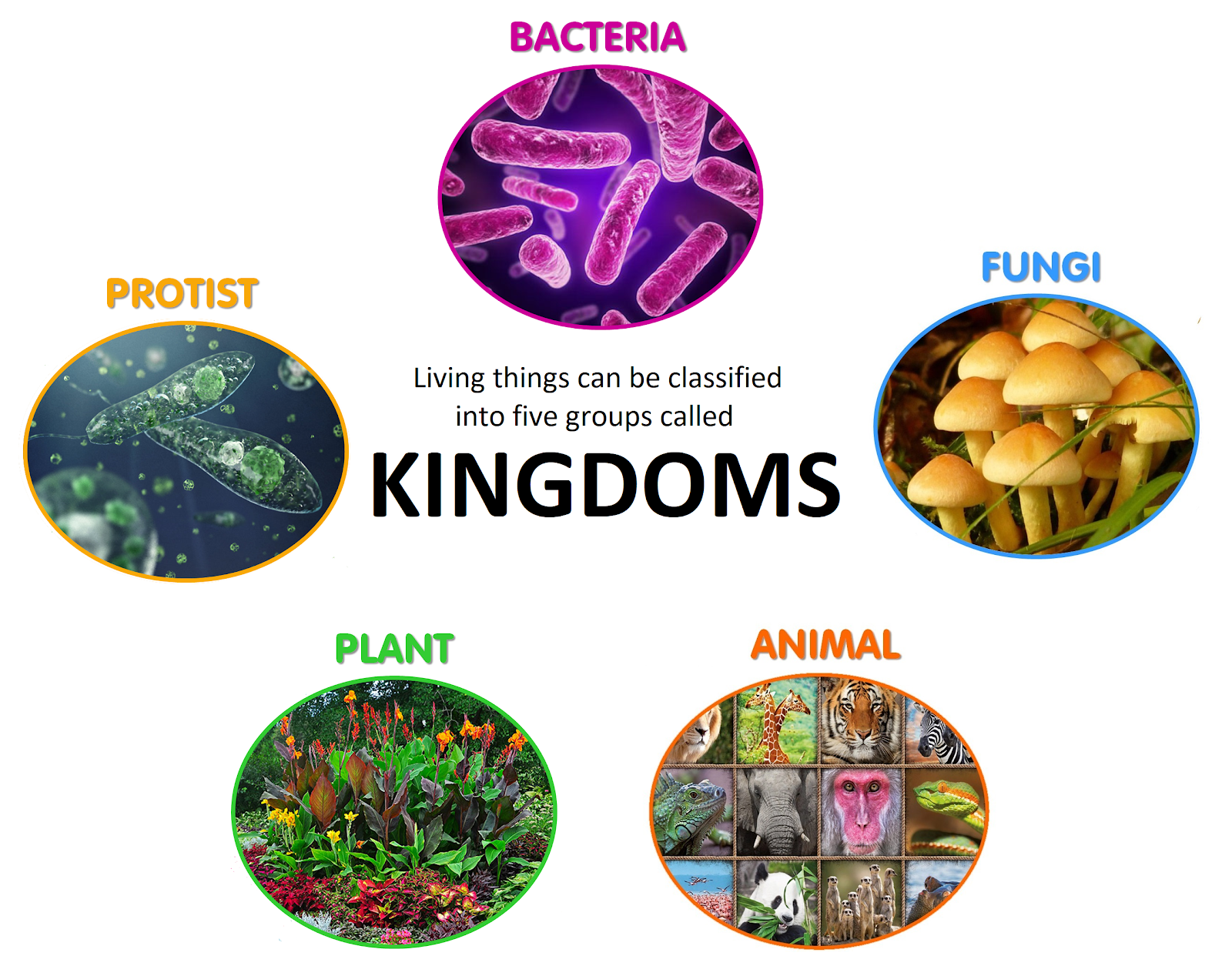 5th Grade - Andrés Segovia: UNIT 1: Kingdoms - REVISION