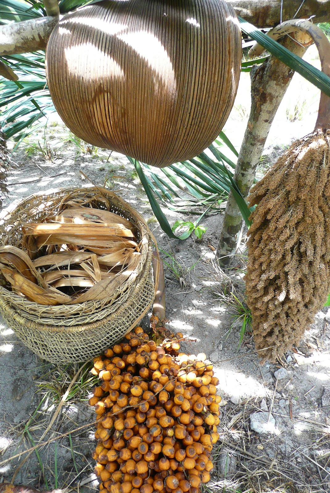 ARQUITECTURA INDÍGENA: AMBIENTACION DE UN SHABONO YANOMAMI or "Making ...