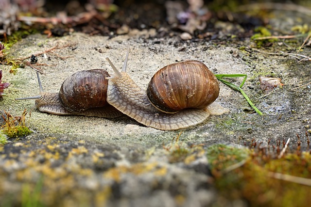 Struktur Tubuh pada Hewan Bekicot - makemeask.com