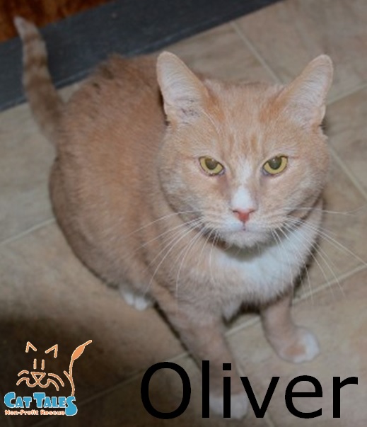 middletowneye: Cat Tales ~ Cat of the Week ~ OLIVER!!