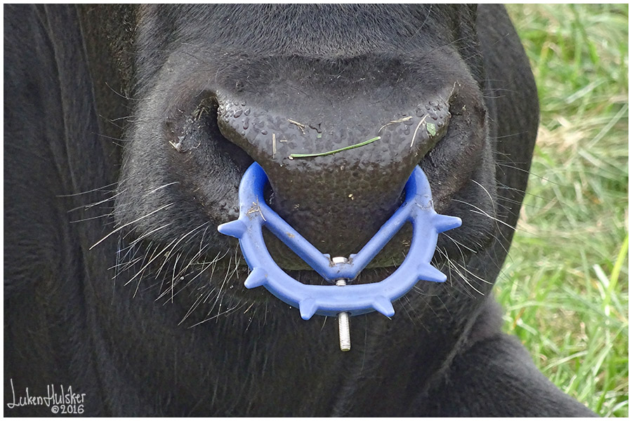 LH VANDAAG: Punkstier met neusring!!!!