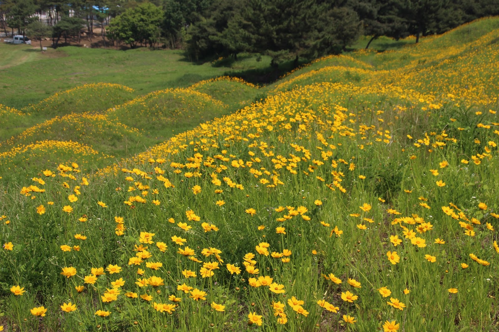 Spring In Korea - Yellow Coreopsis Flowers In Bullo-dong Ancient Tomb ...