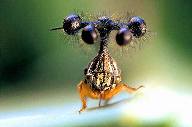 pixpeedia: The ugliest insects in the world
