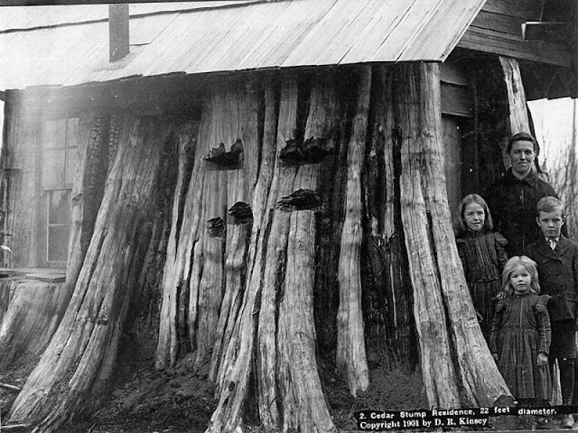 Amazing Vintage Photos of Houses Carved Inside Massive Tree Stumps in ...
