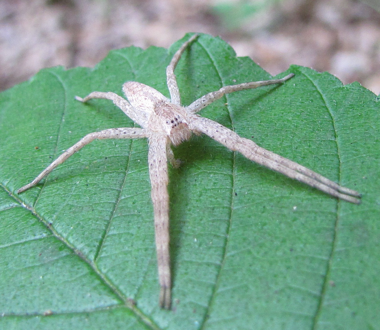 Bug Eric: Spider Sunday: Nursery Web Spider