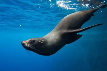 Não pude imaginar: Sobre focas