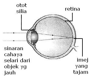 Sains 1 2 3: Mekanisme Penglihatan
