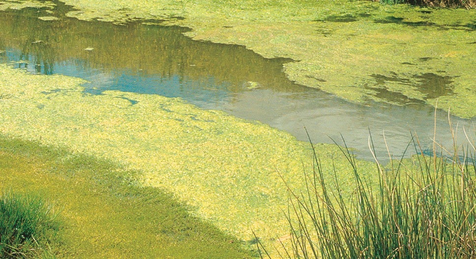 Soil Algae: Aim to Enhance Quality of Soil through Algae Cultures in ...