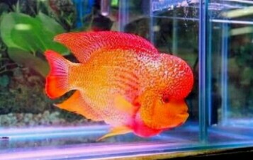 Ga Masuk Akal!! 7 Ikan Louhan Termahal no.1 Seharga 900 Juta JejakSemut