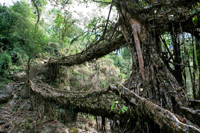 Double-Decker Live Root Bridges in Meghalaya, India |Funroster