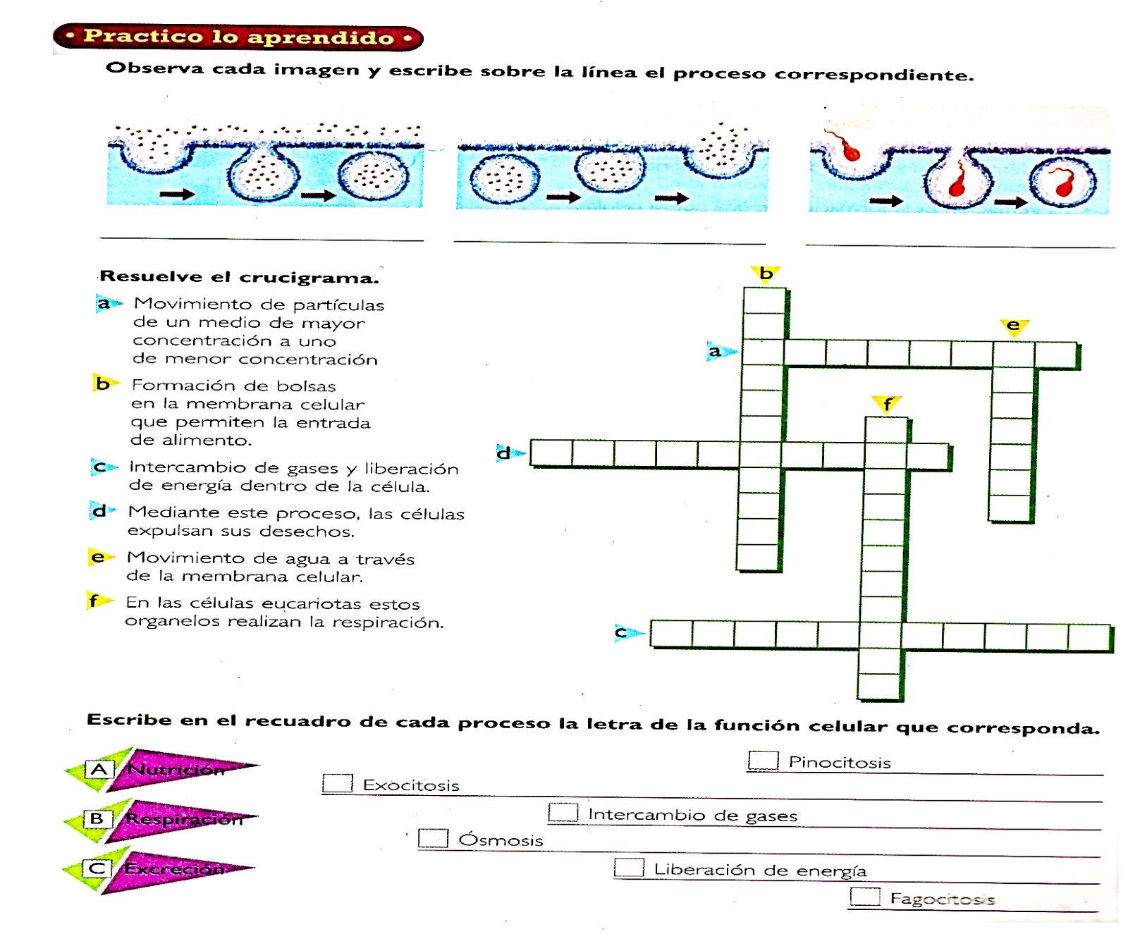 QUINTO GRADO : FUNCIÓN CELULAR