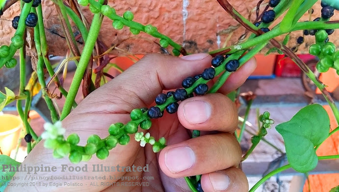 Philippine Food Illustrated: food color