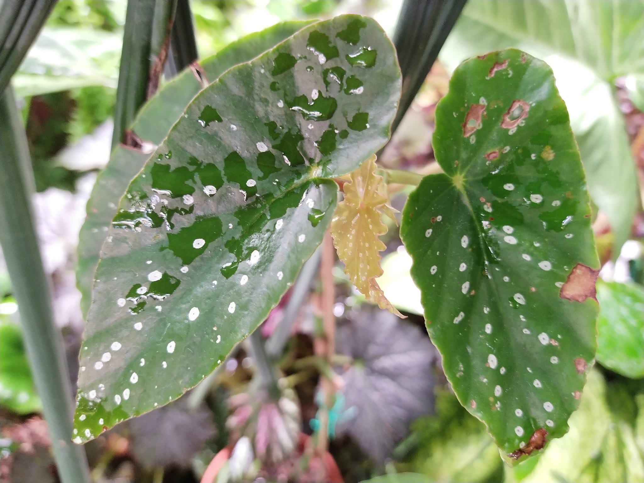 Garden Chronicles of James David: Cane Begonia 'Albo-picta var rosea'