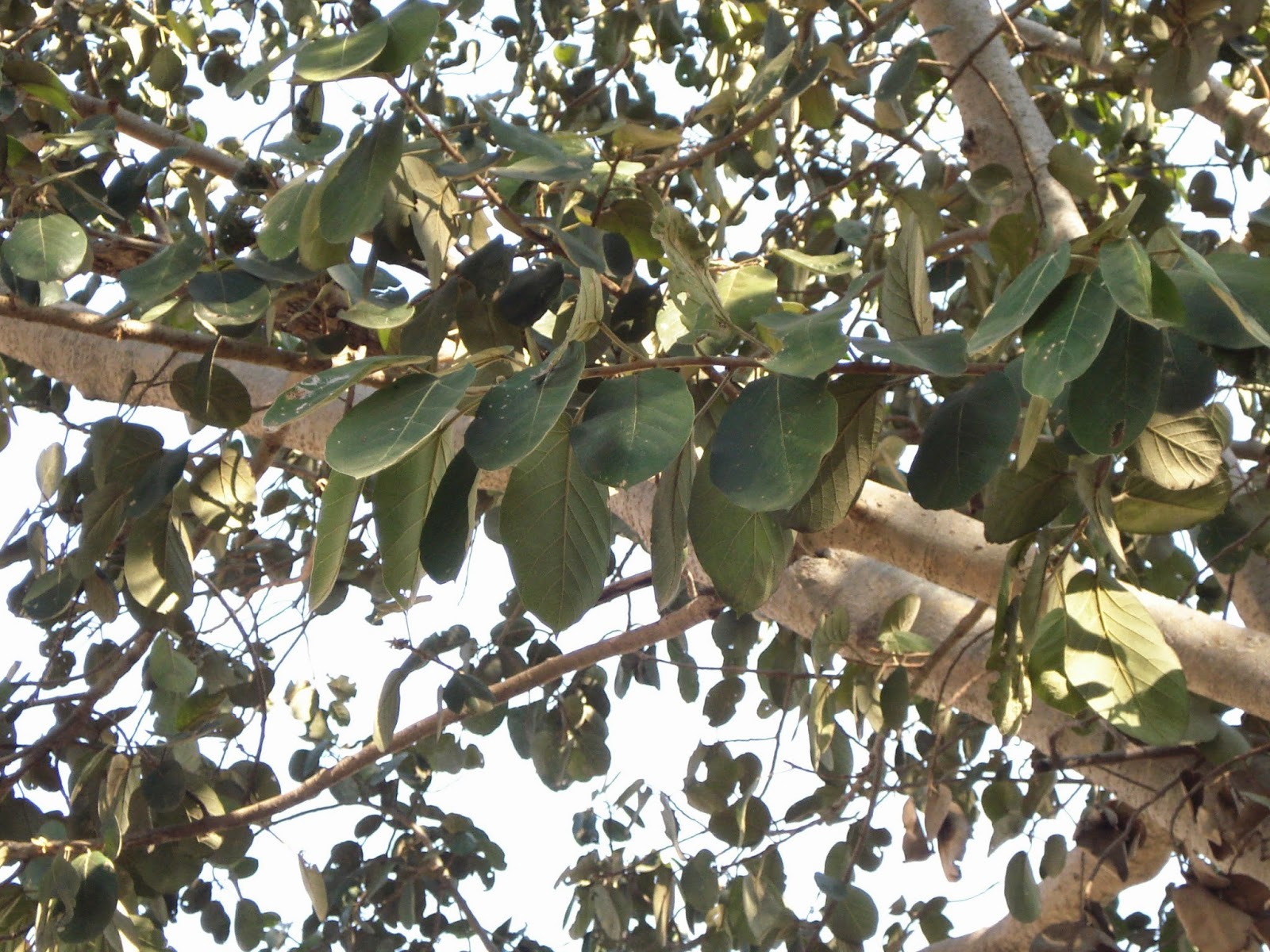 batalaland: Ficus mollis