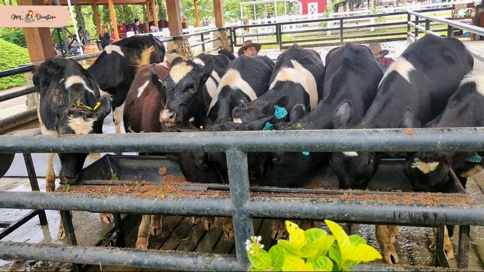 Menikmati Suasana Ala Pedesaan Eropa di Cimory Dairy Land, Puncak Bogor ...