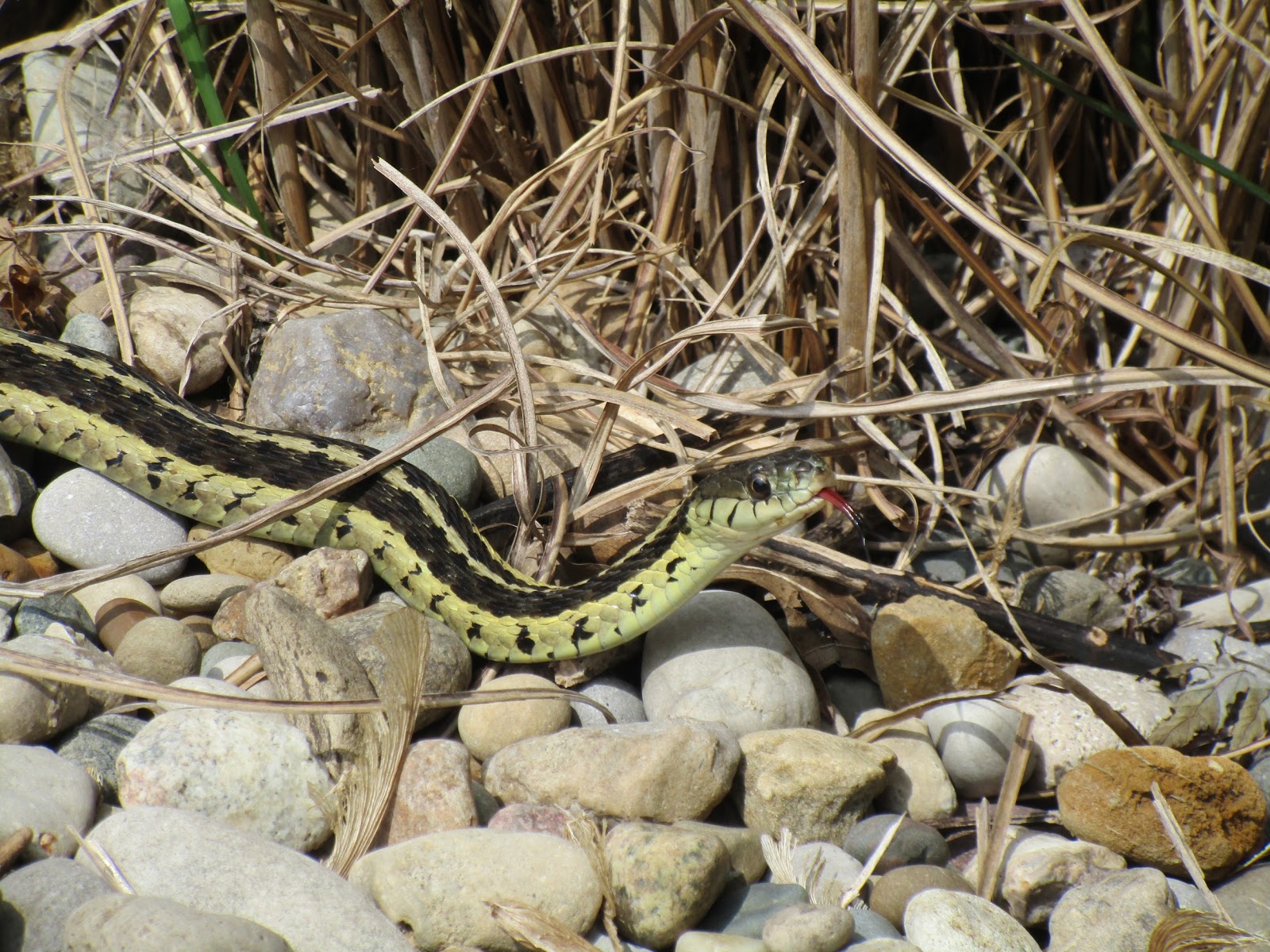 Murray & Candace's Adventures: Large Common Garter Snake...