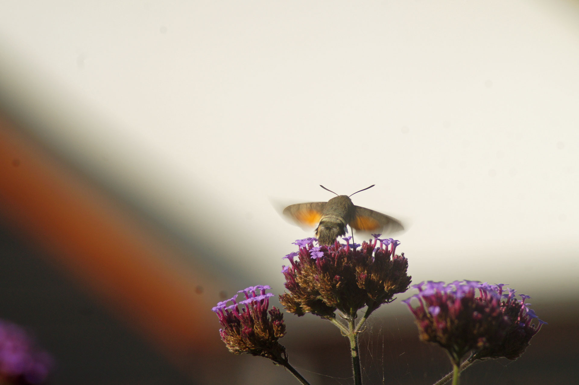 The hummingbird hawk-moth - Sophie in the Sticks