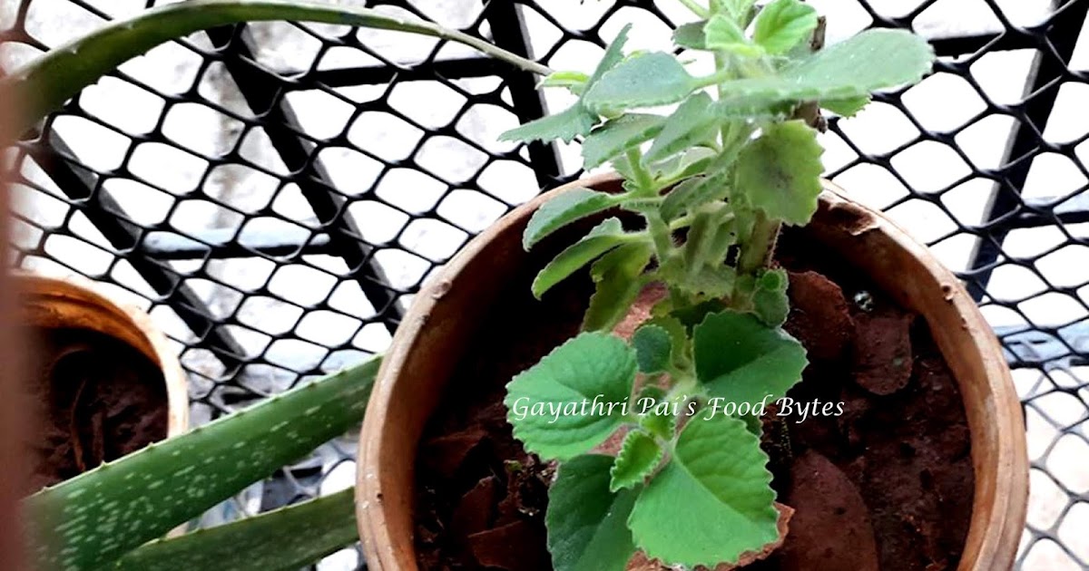 Gayathri Pai's Food Bytes: Sambapalli/ Doddapatre/ Ajwain Leaf.