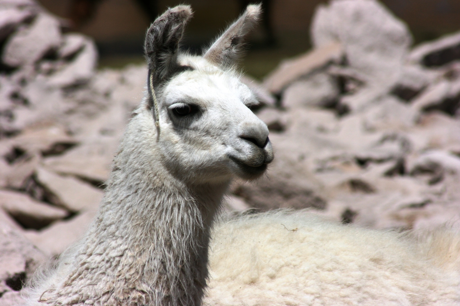 sconzani: I love llamas!