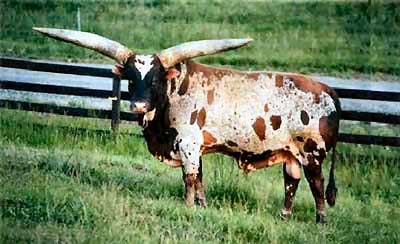 Amici-in-allegria: Toro corna guinness