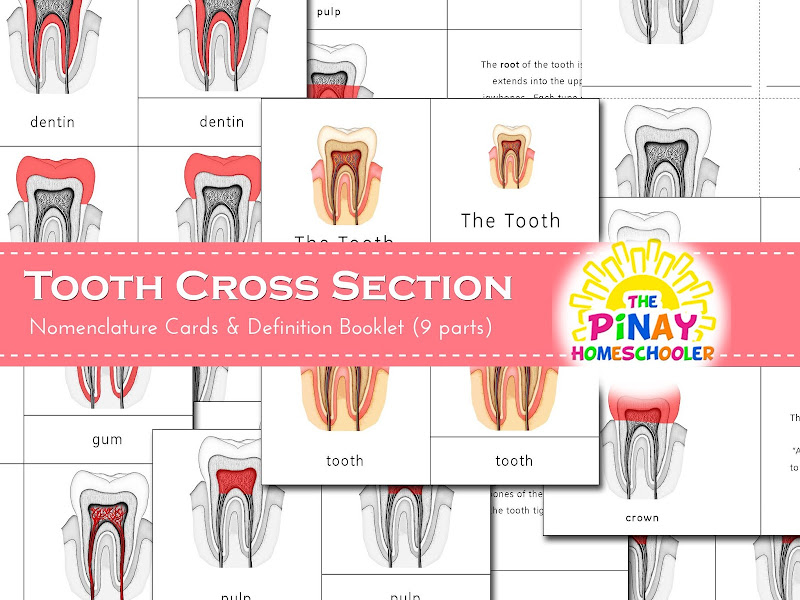 Introducing Dental Health to Kids | The Pinay Homeschooler