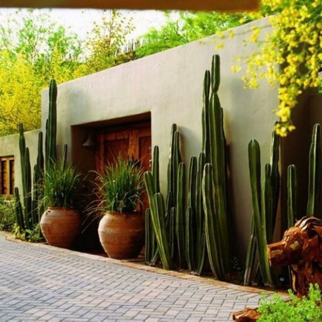 Home And Garden : Cactus landscape design