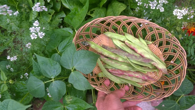 How to Grow Dragon Tongue Beans