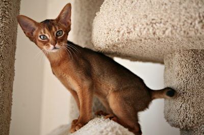 About-Animal-Facts: Abyssinian Facts