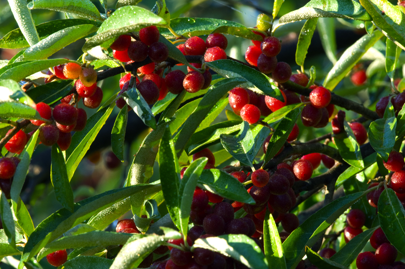 The 3 Foragers: Foraging for Wild, Natural, Organic Food: Eating ...