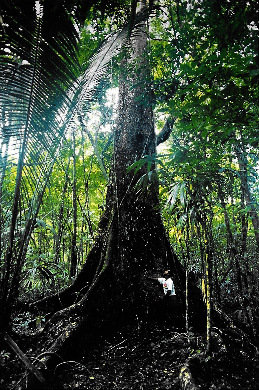 Símbolos Patrios De Belice | Nosotros Unidos Con Belize