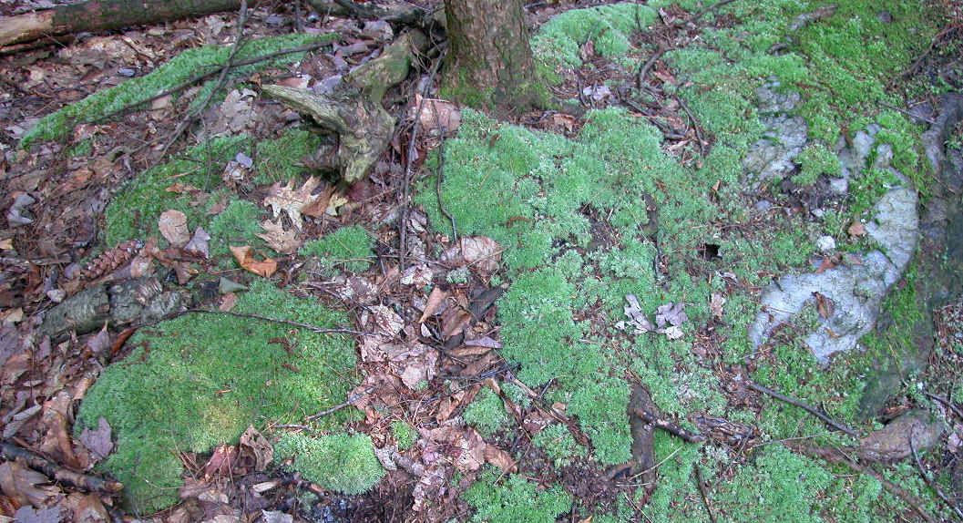 Moss Notes: Leucobryum glaucum - the pincushion moss