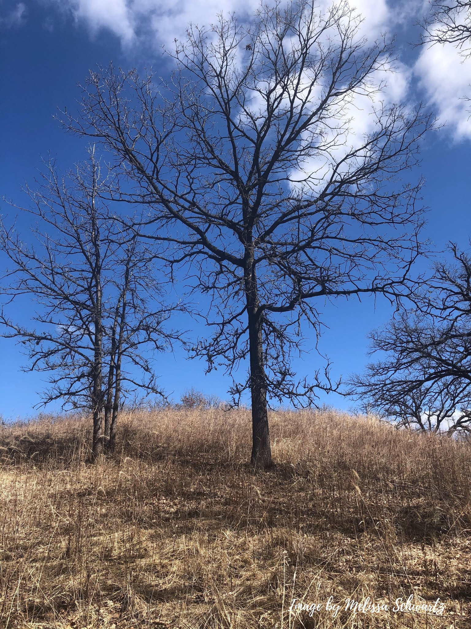 A Little Time and a Keyboard: Admiring the View at Bluff Spring Fen ...