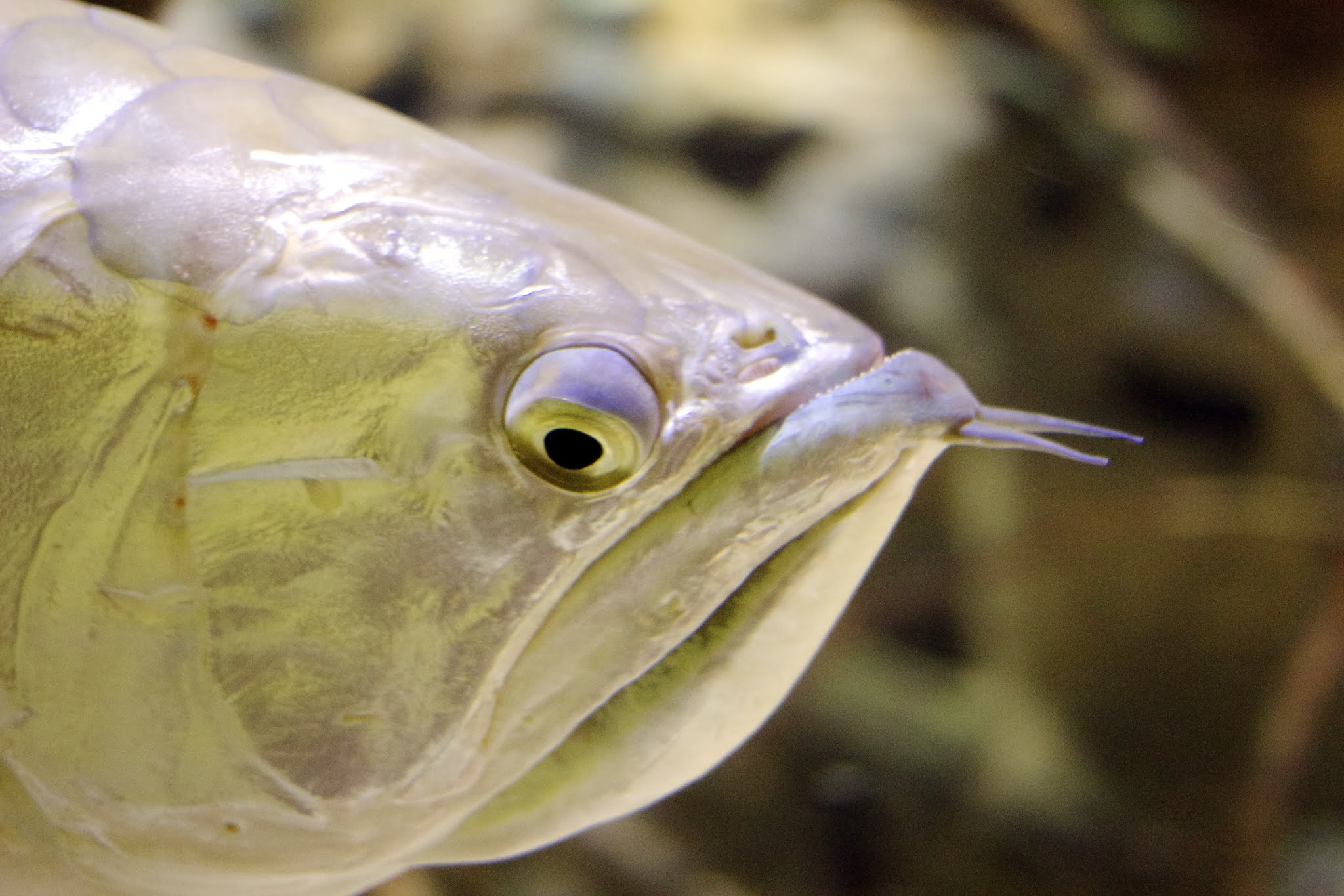 What Is Drop Eye In Arowana at Jose Boyd blog