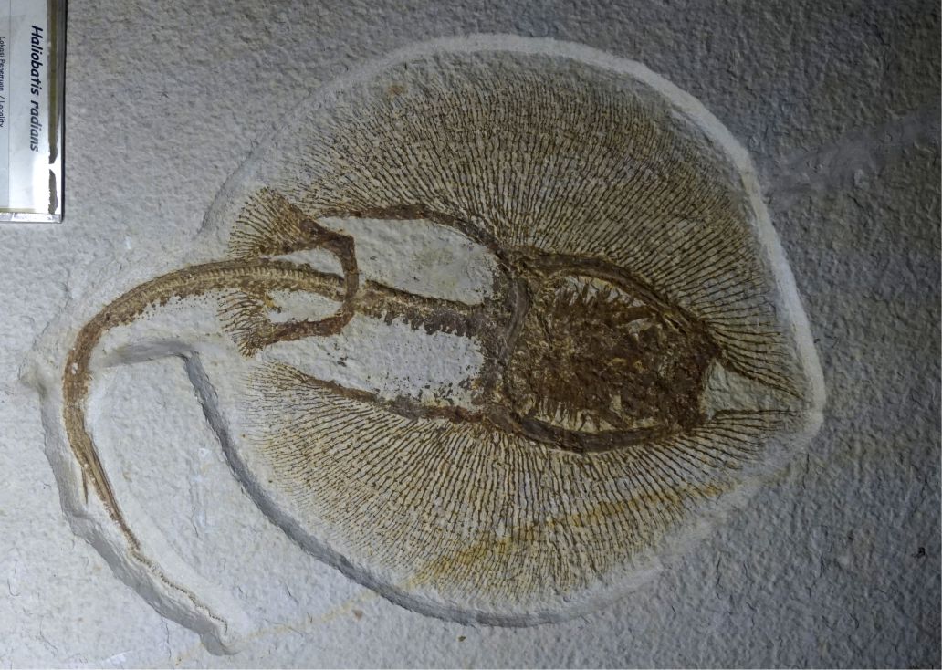 Bagaimana Fosil Dapat Terbentuk? Proses Pembentukan dan Jenis Fosil ...