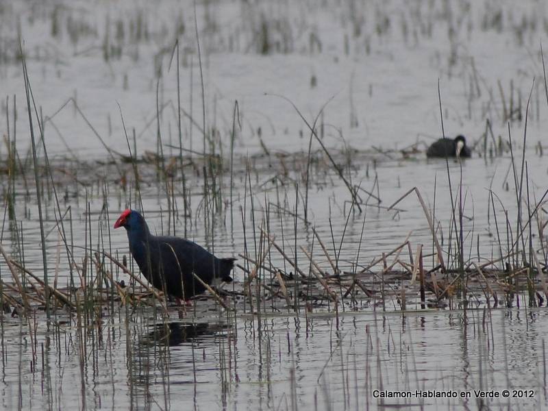 Hablando en verde: Calamón, el pájaro azul