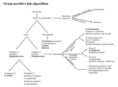 Jayhawk Infectious Diseases: Gram positive laboratory algorithm