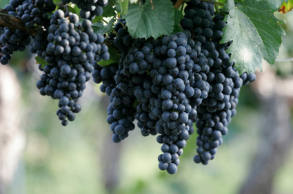 Wild Walla Walla Wine Woman™: January 2012