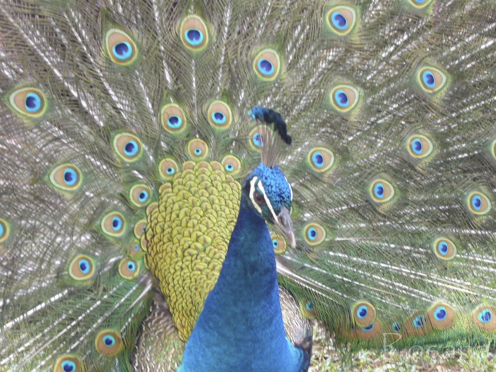 Arquitectura + Fotografía: Pavo Real Macho (Pavo Cristatus)