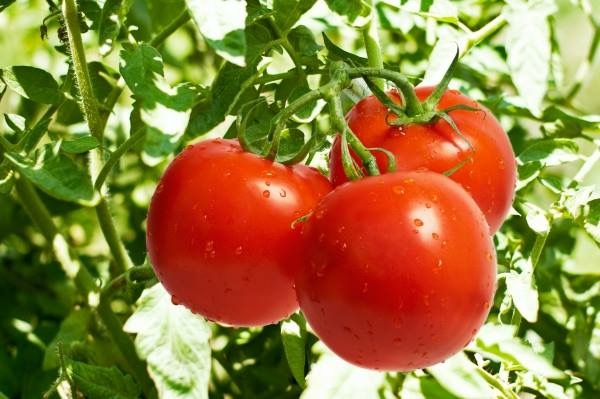 Tomates | Tomatoes