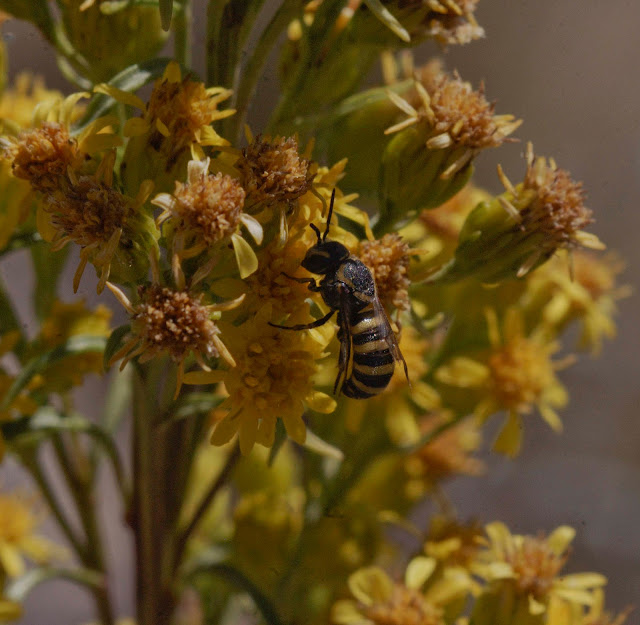 Tejon Ranch Conservancy Blog: Natural Resource Profile: Rubber Rabbitbrush