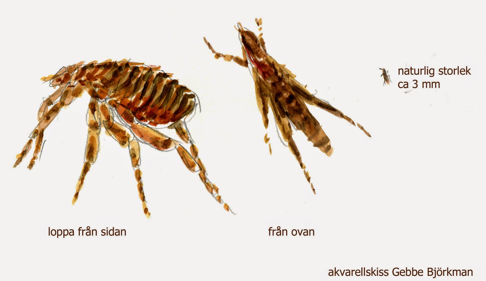 Gebbes Naturliga Dagbok: 11 april - Apropå gårdagens upplevelse av loppor