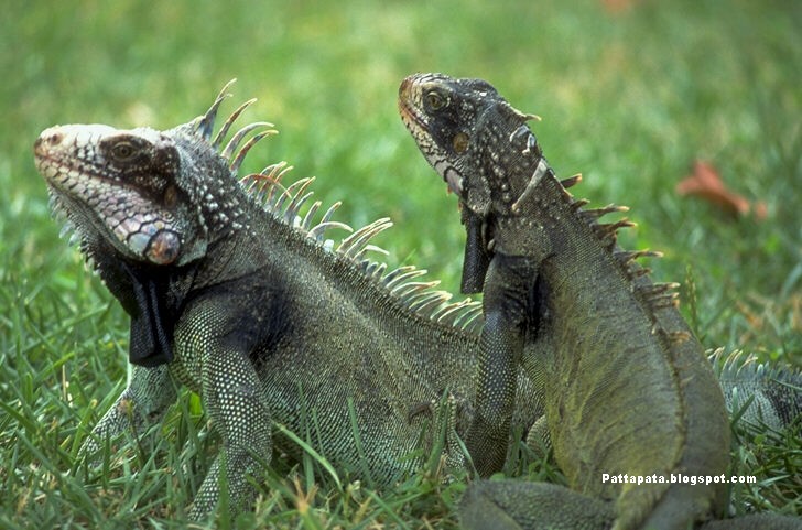 Pictures....පින්තූර : Animal....සත්තු