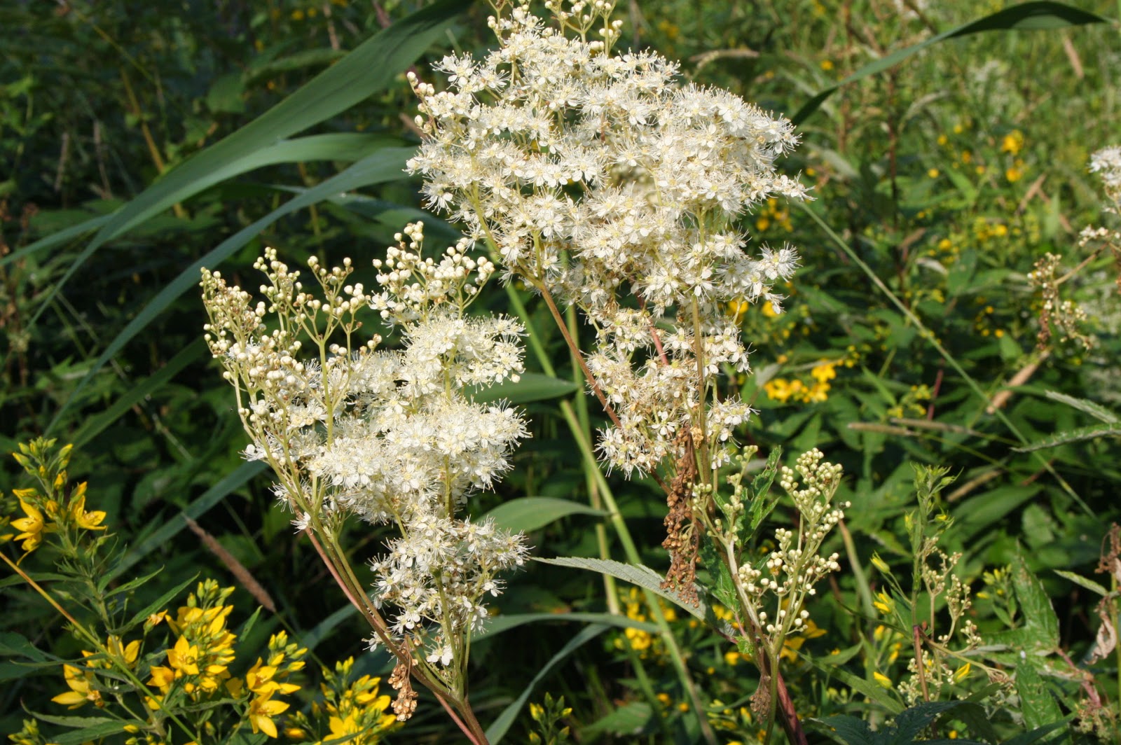 Siniunikon: Mesiangervo ja sikoangervo