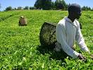Beautiful Sceneries of Kenyan Republic: Othaya Main Crop Grown In The ...