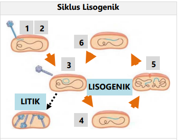 Wety Yuningsih: Daur Hidup Virus Kelas 10 IPA/ IPS LM