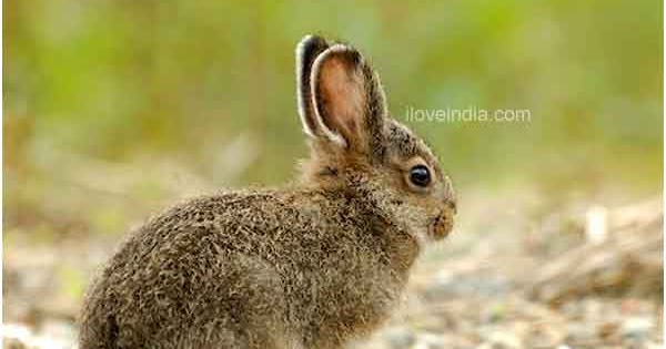 Endangered species of INDIA: Hispid hare