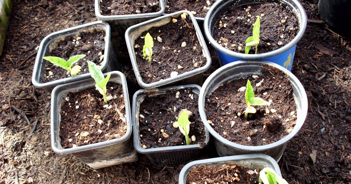 Absolut ehrlich!*****: Gartenexot 2020 - 1. Update