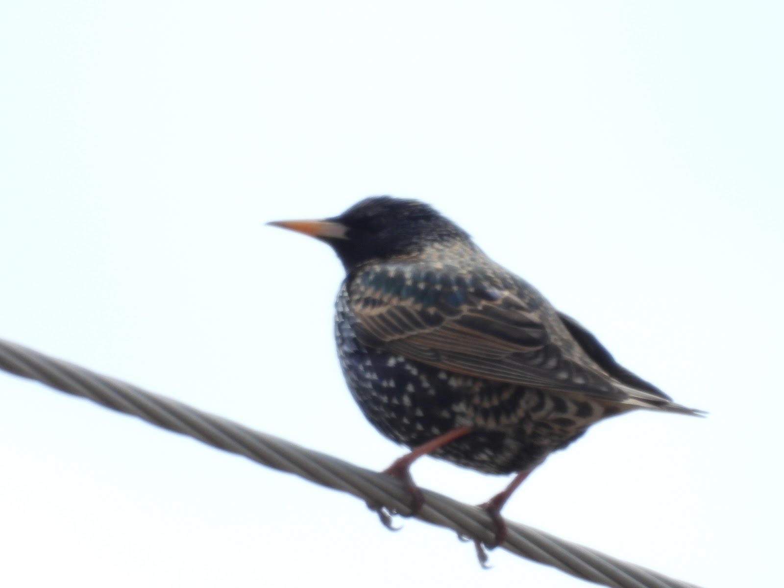 Bird & Travel Photos, Birding Sites, Bird Information: EUROPEAN ...