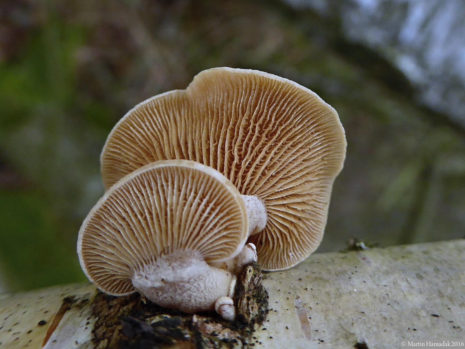 Martin Hamadak - Fotogalerie: Pařezník obecný - Panellus stipticus